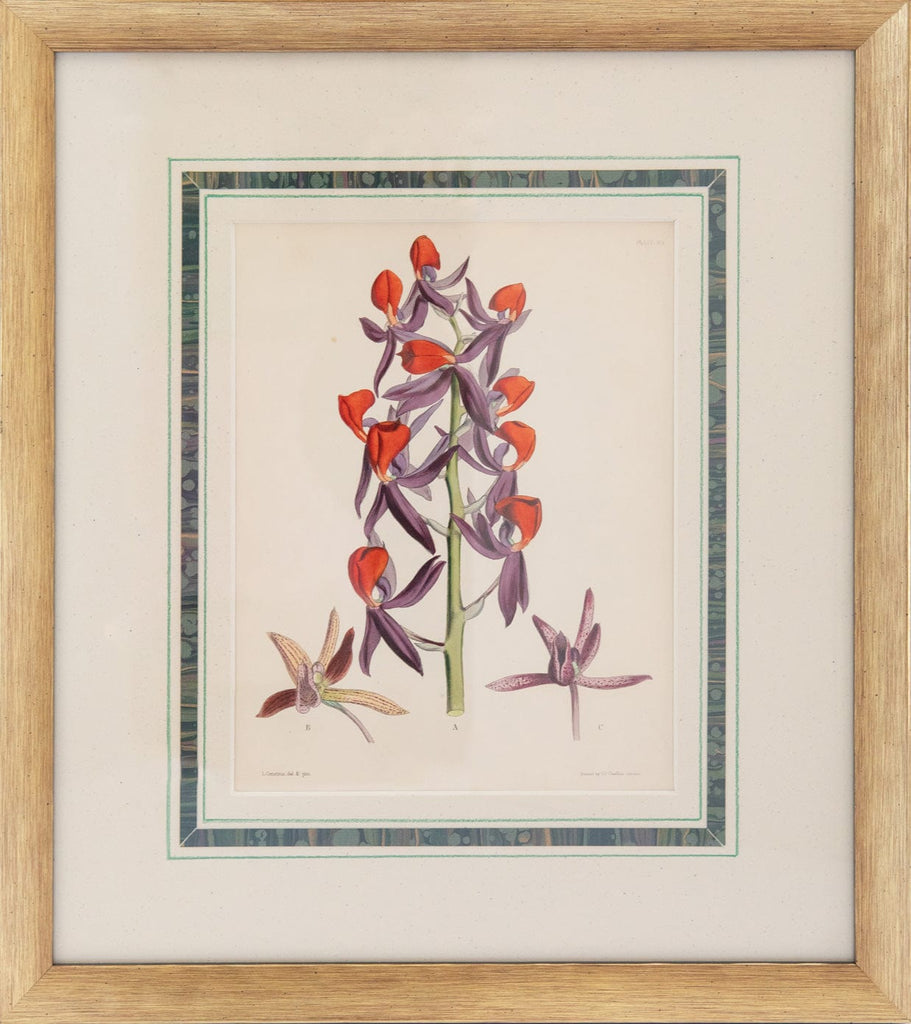 Prints Charming Soho Joseph Paxton (1803–1865) Lithograph, Mormodes ...